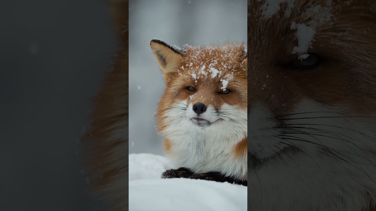 Watch a red fox frolic in the winter snow