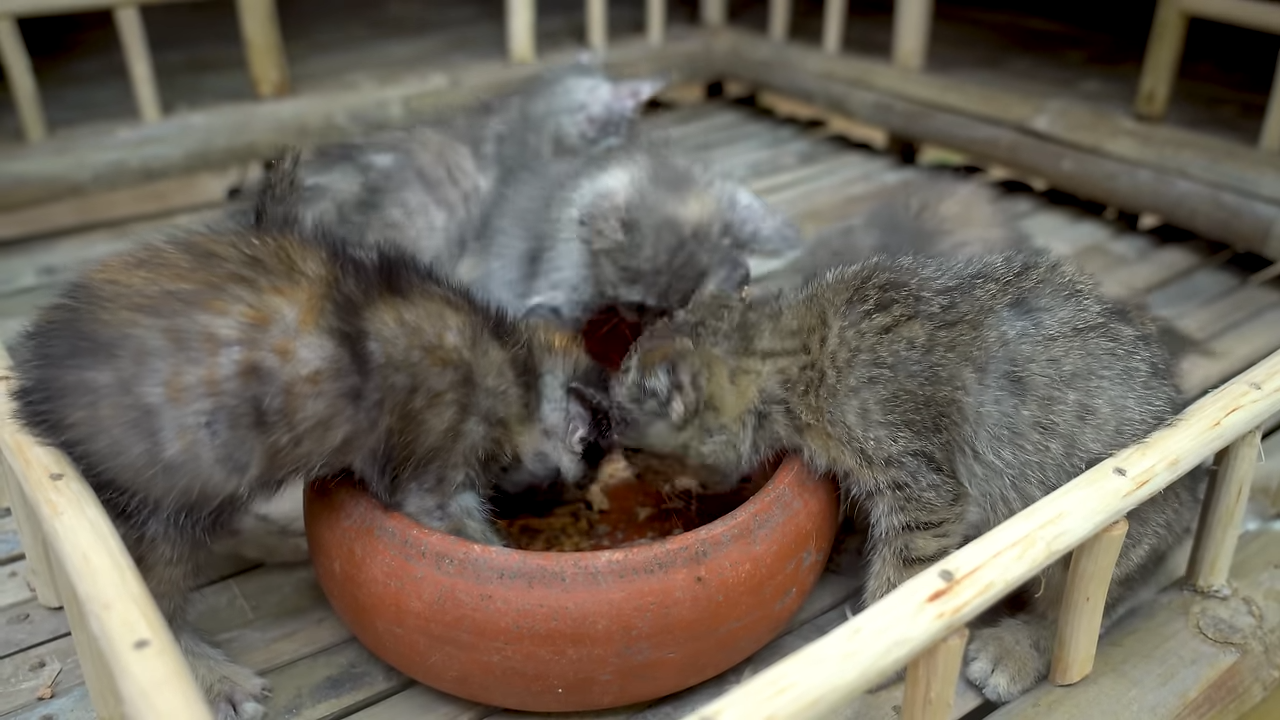 We found a poor, hungry rescue kitten cold and scared, then we built a ...