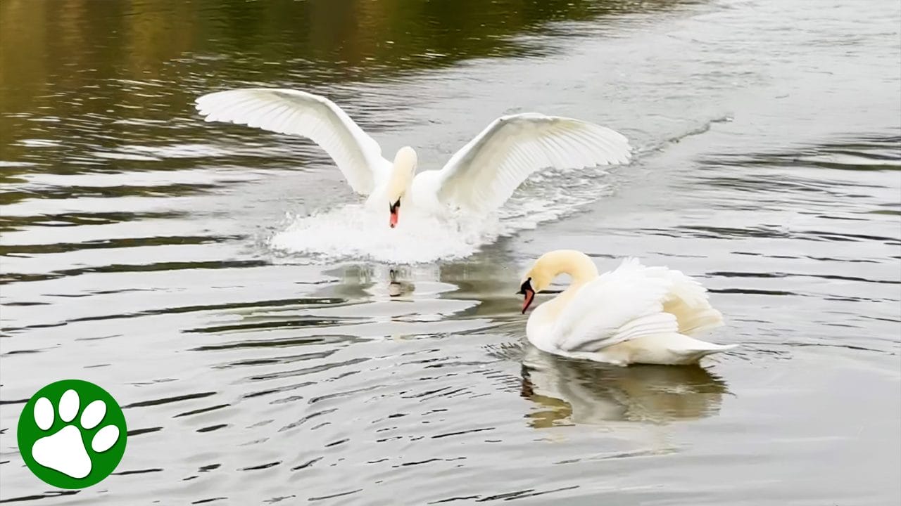 Two loving swans are reunited and his reaction is breathtaking