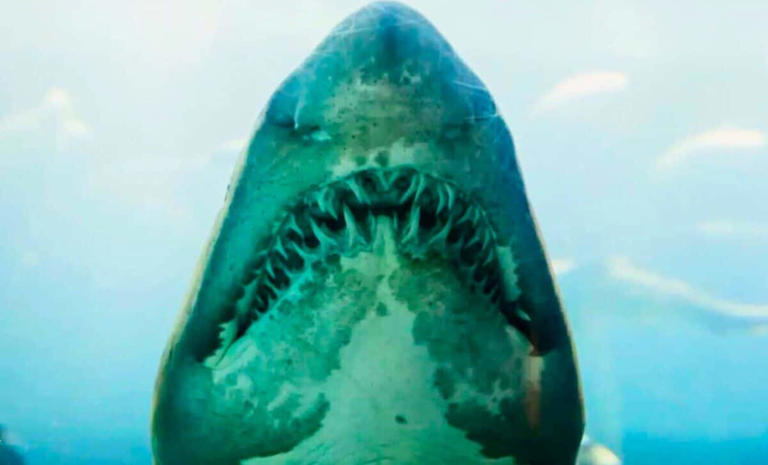 After 325 million years underground, two prehistoric sea monsters ...