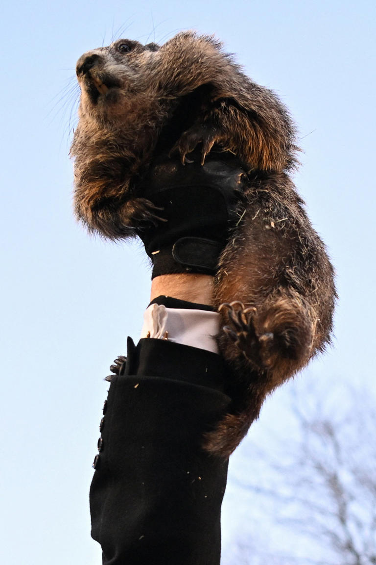 How accurate is Punxsutawney Phil on Groundhog Day? NOAA data tells us