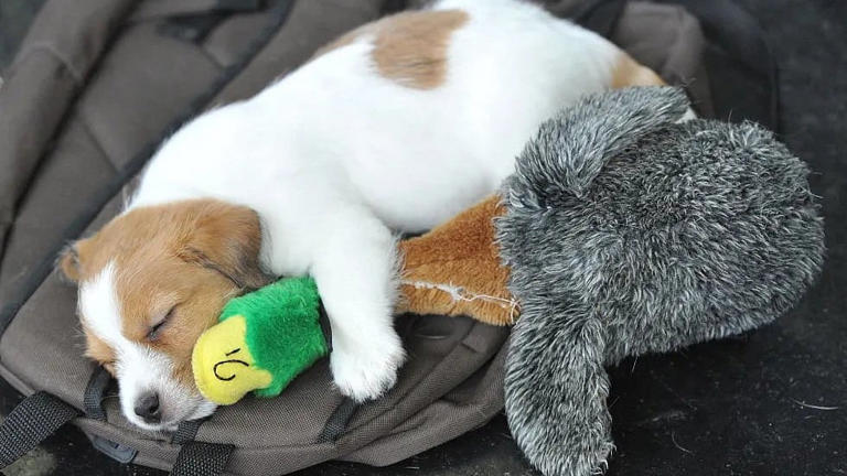 The science, myths and moods behind music for dogs