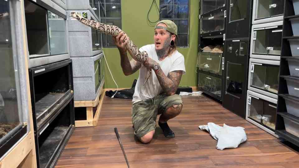 Venomous snake packing day - working with Chandler’s Wild Life up close