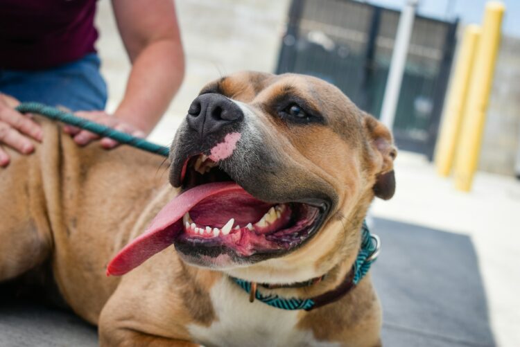 10 dog breeds that bite people the most