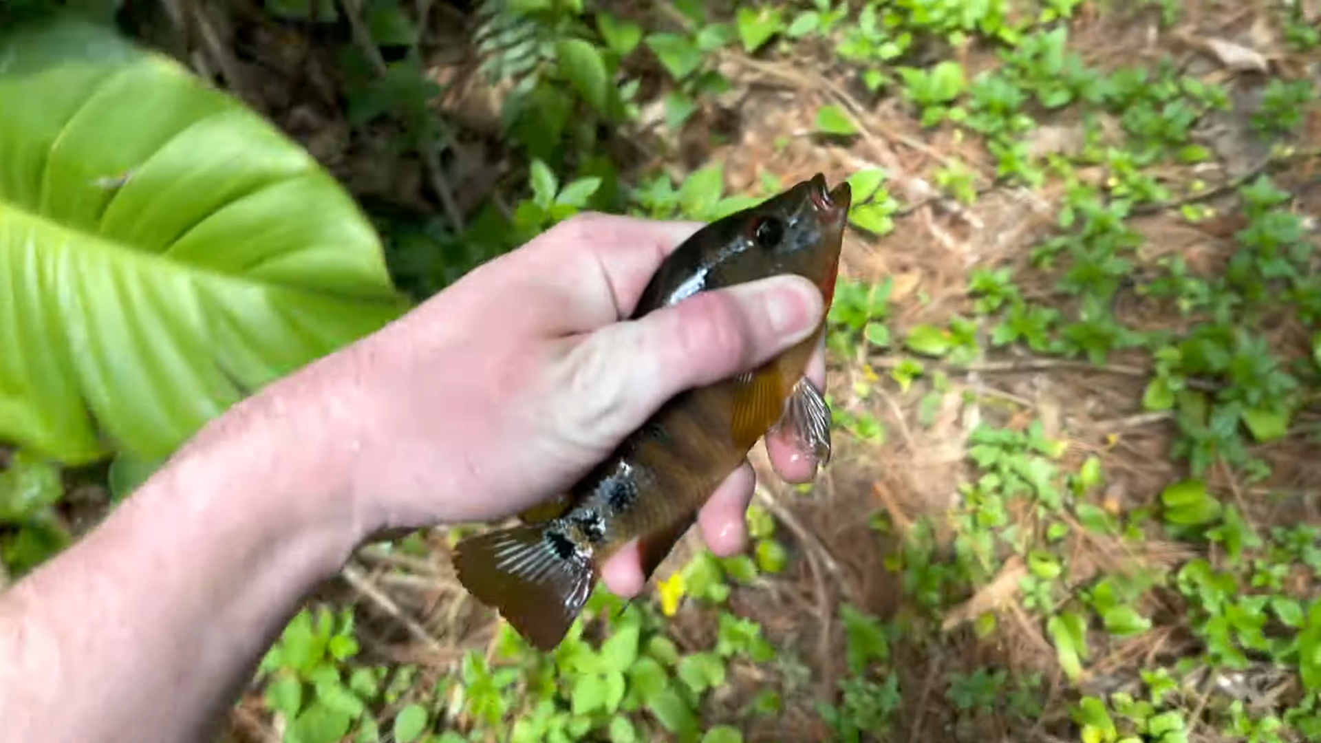Training my new fish to attack actually worked