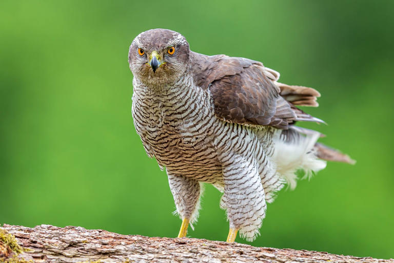 How to spot a goshawk – the majestic lead in H is for Hawk