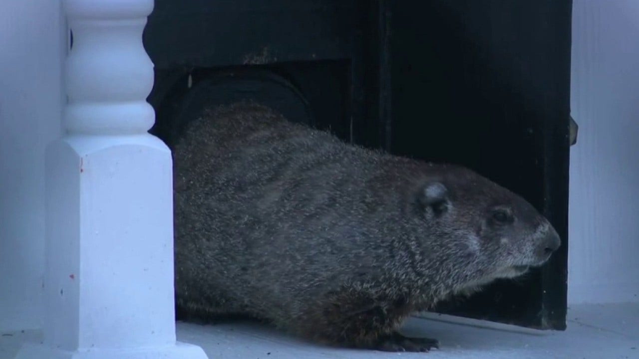 Georgia's General Beauregard 'Beau' Lee sees his shadow on Groundhog Day