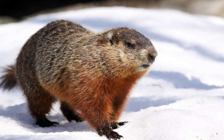 The real origin of Groundhog Day—and how it can be traced back to the ...