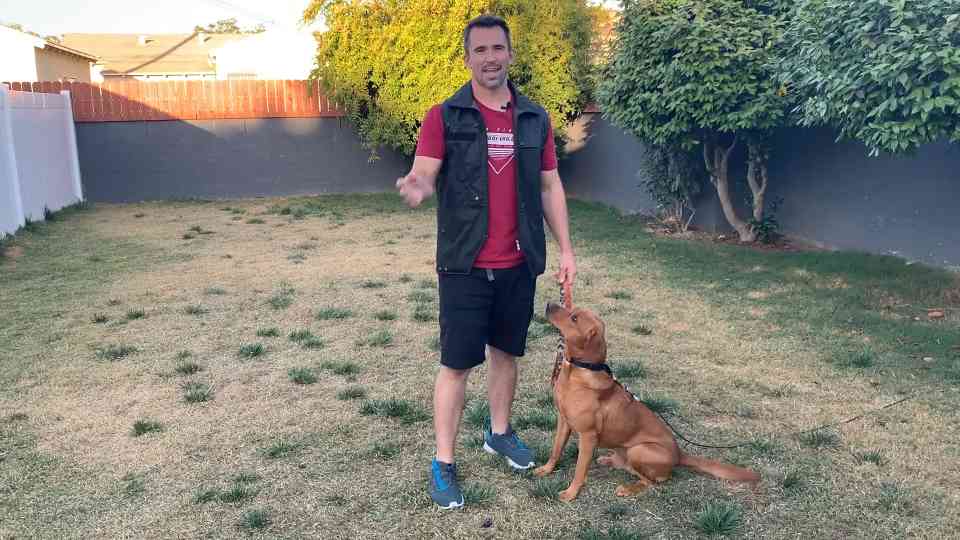 Stop repeating "leave it" - the reason dogs learn to ignore the command