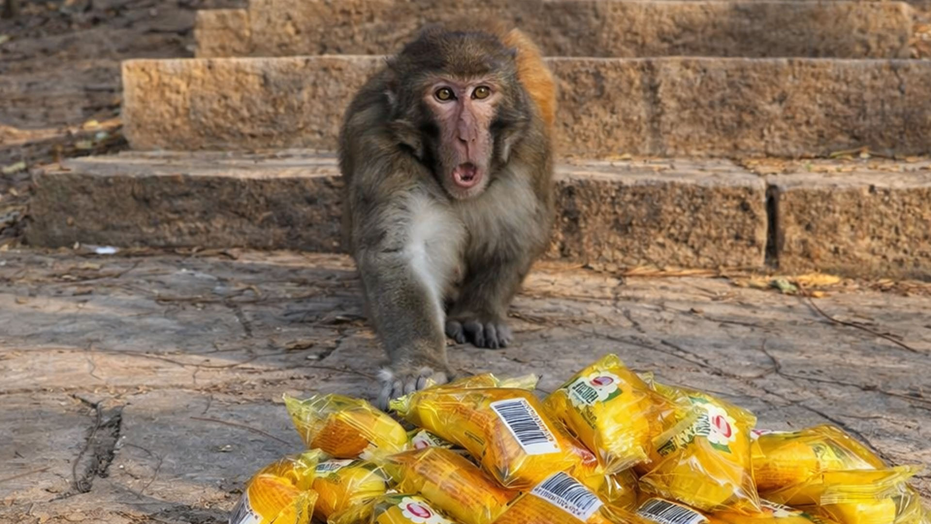 Monkey takes bread and runs away