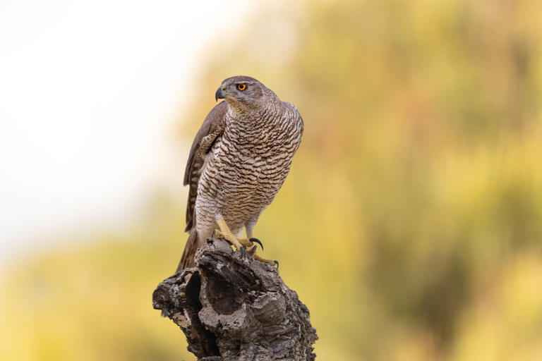 How to spot a goshawk – the majestic lead in H is for Hawk