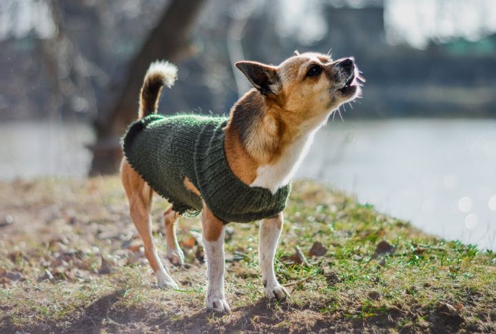 15 dog breeds that bark a lot