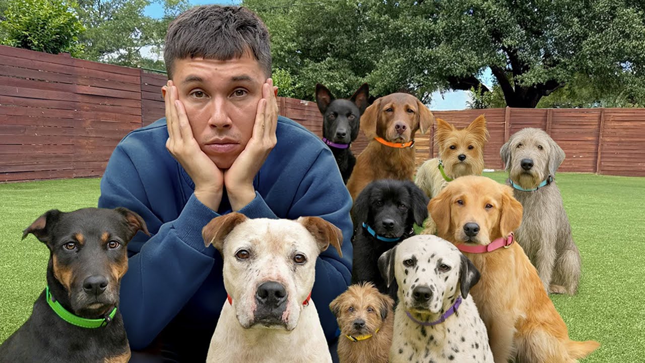 These rescue dogs were broken and forgotten... until now