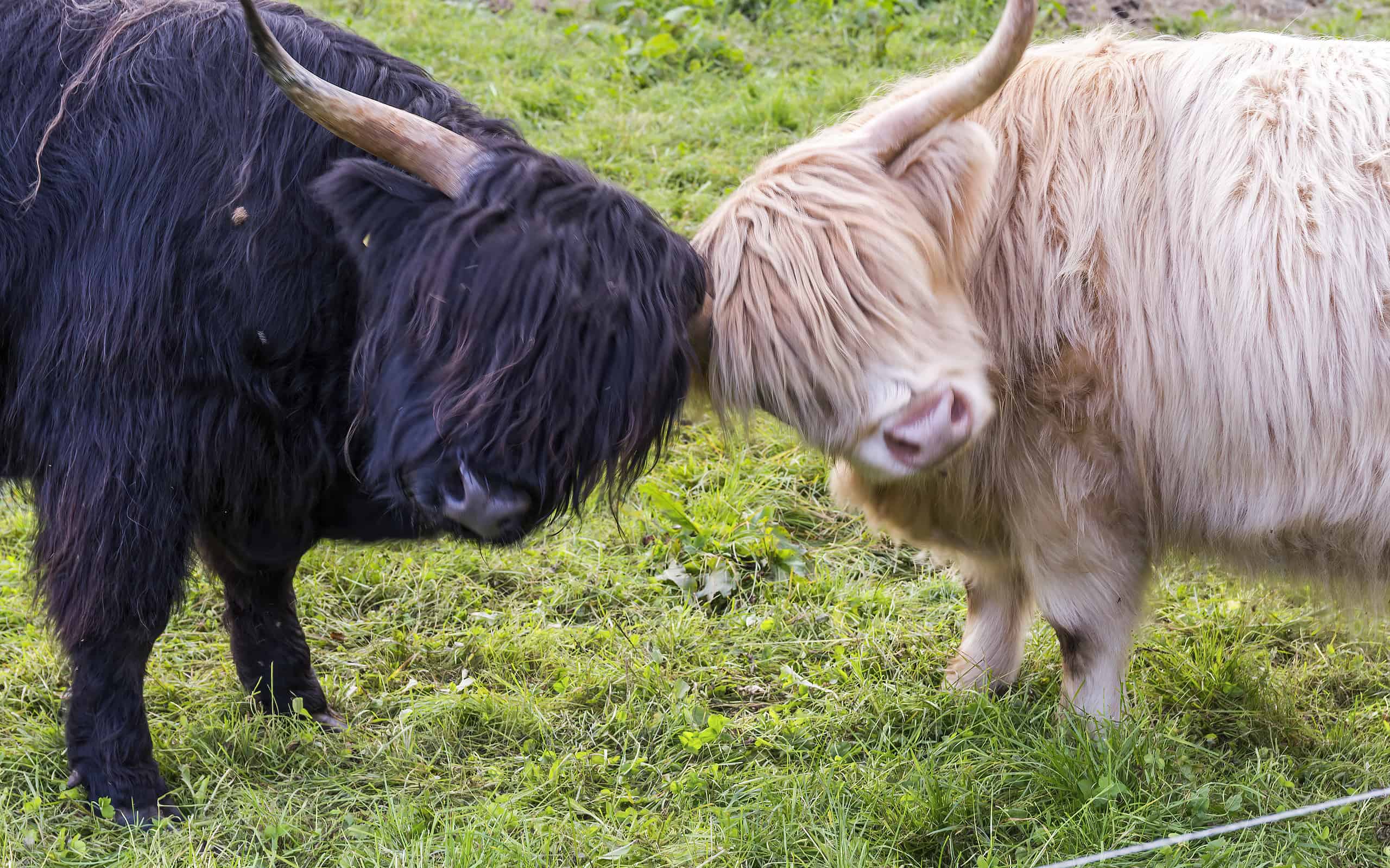 The pasture BFFs: Why cows get stressed when separated from their besties