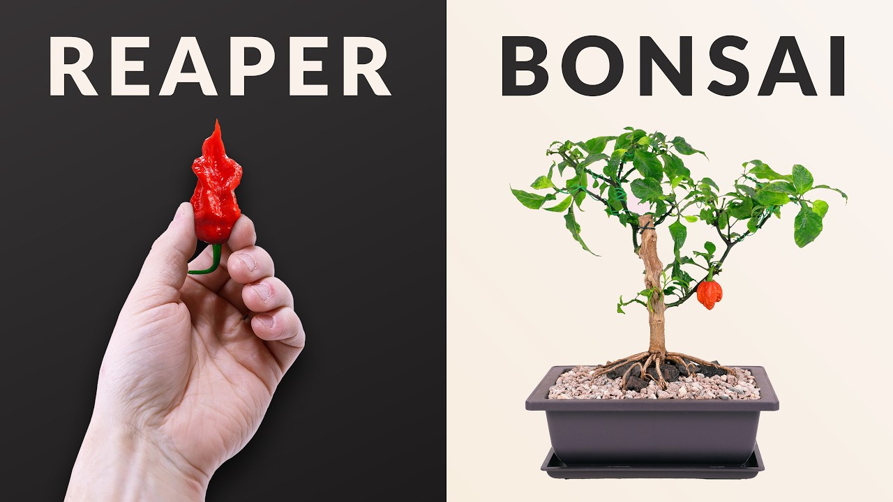 Carolina Reaper bonsai – 3 years in the making