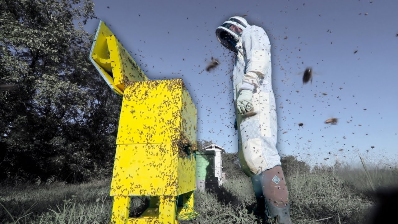 The day I destroyed the yellow hive