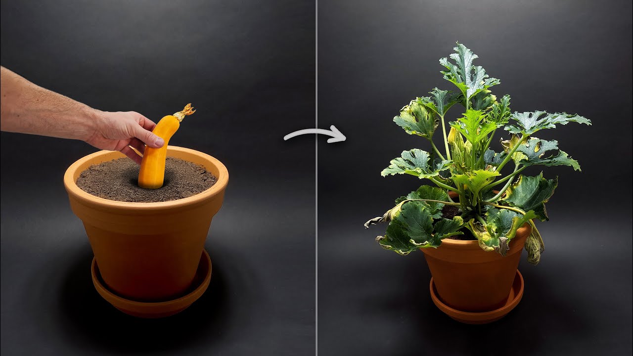 Yellow zucchini time-lapse - 77 days