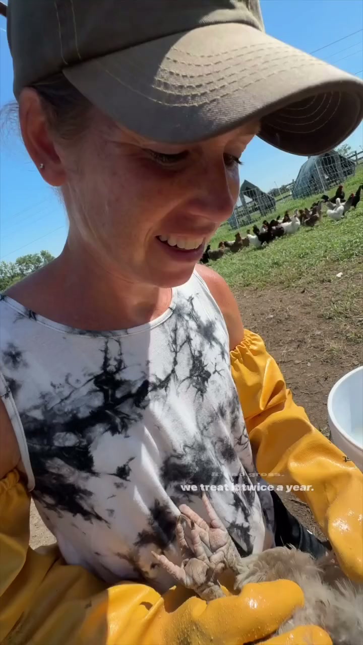 How I tackled bird lice on my chickens