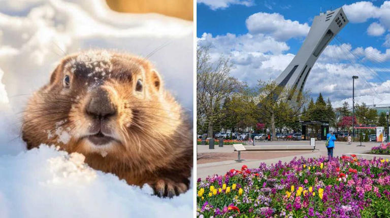 Jour de la Marmotte 2026 : voici les prédictions sur l’arrivée du ...