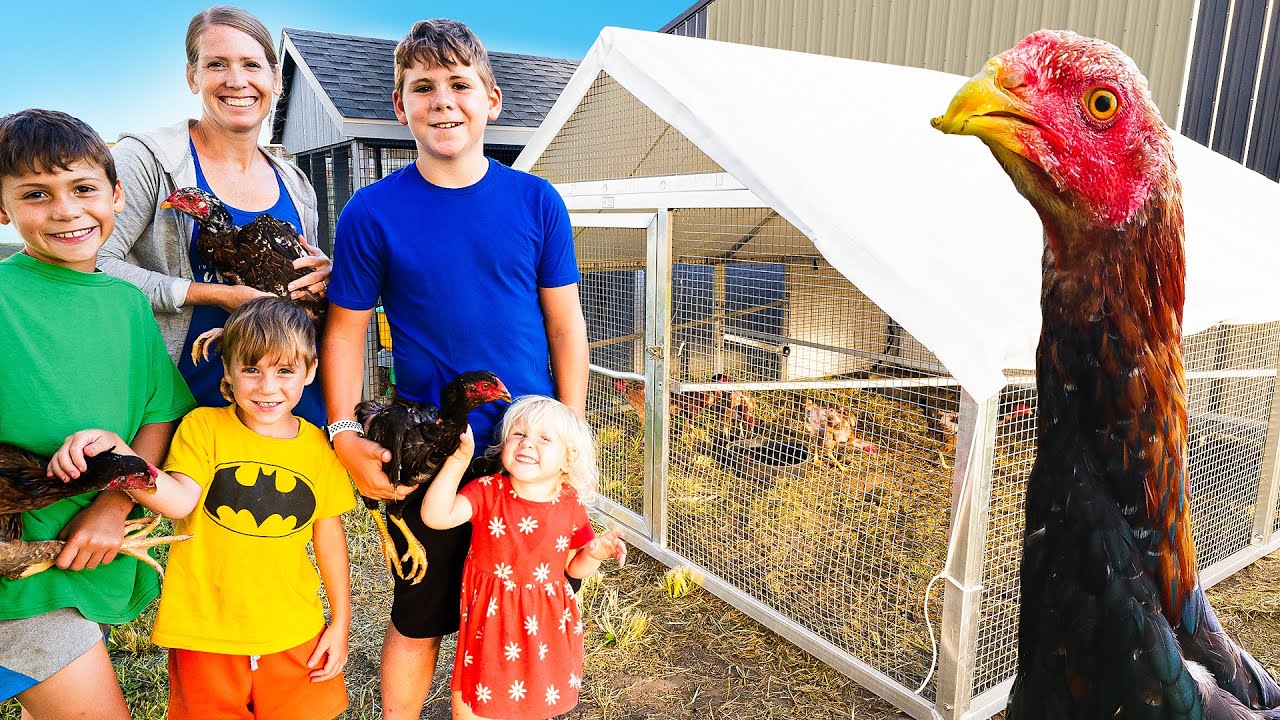 Designing the perfect chicken coop
