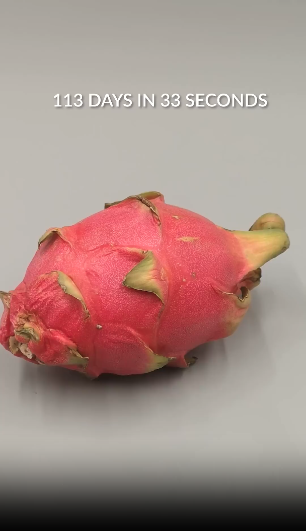 113 days in 33 seconds - dragon fruit cactus