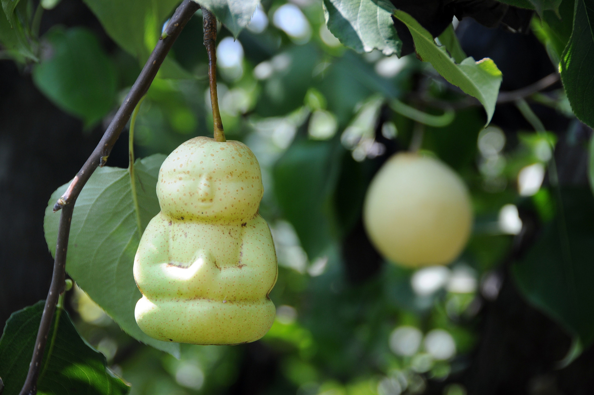 The most expensive fruits in the world