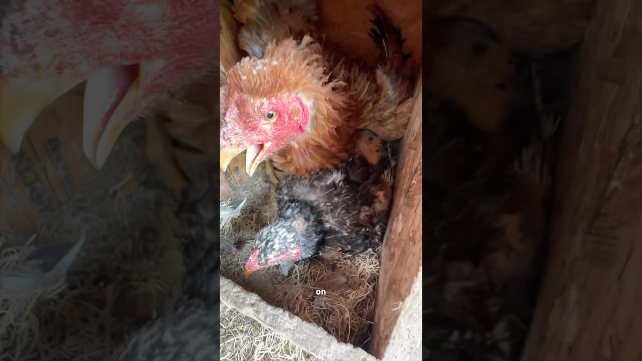 3 broody hens in 1 nest box