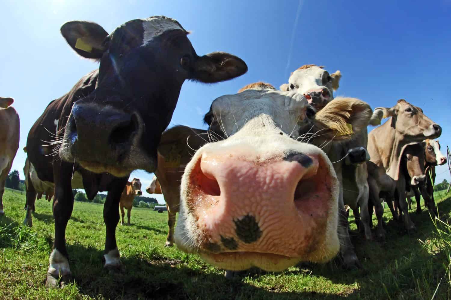 The pasture BFFs: Why cows get stressed when separated from their besties