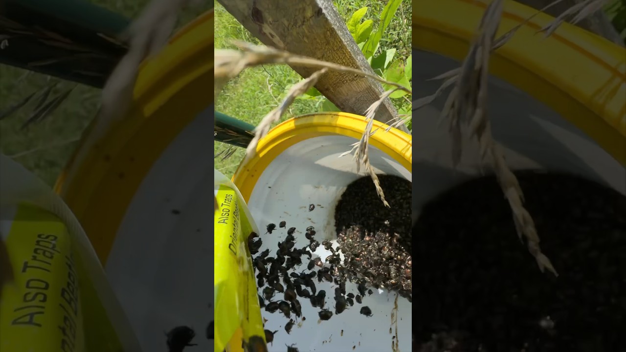 Day 3: The Japanese beetle traps are full!