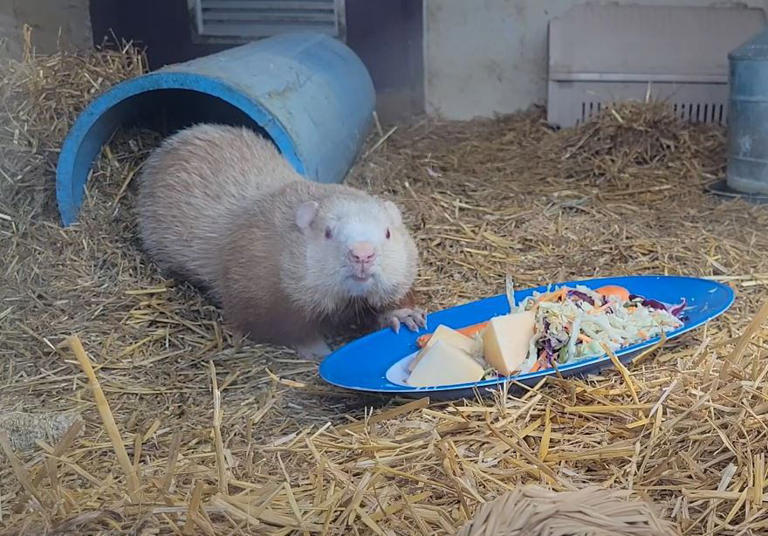 Wiarton Willie, Ontario's beloved weather-prognosticating groundhog, is ...