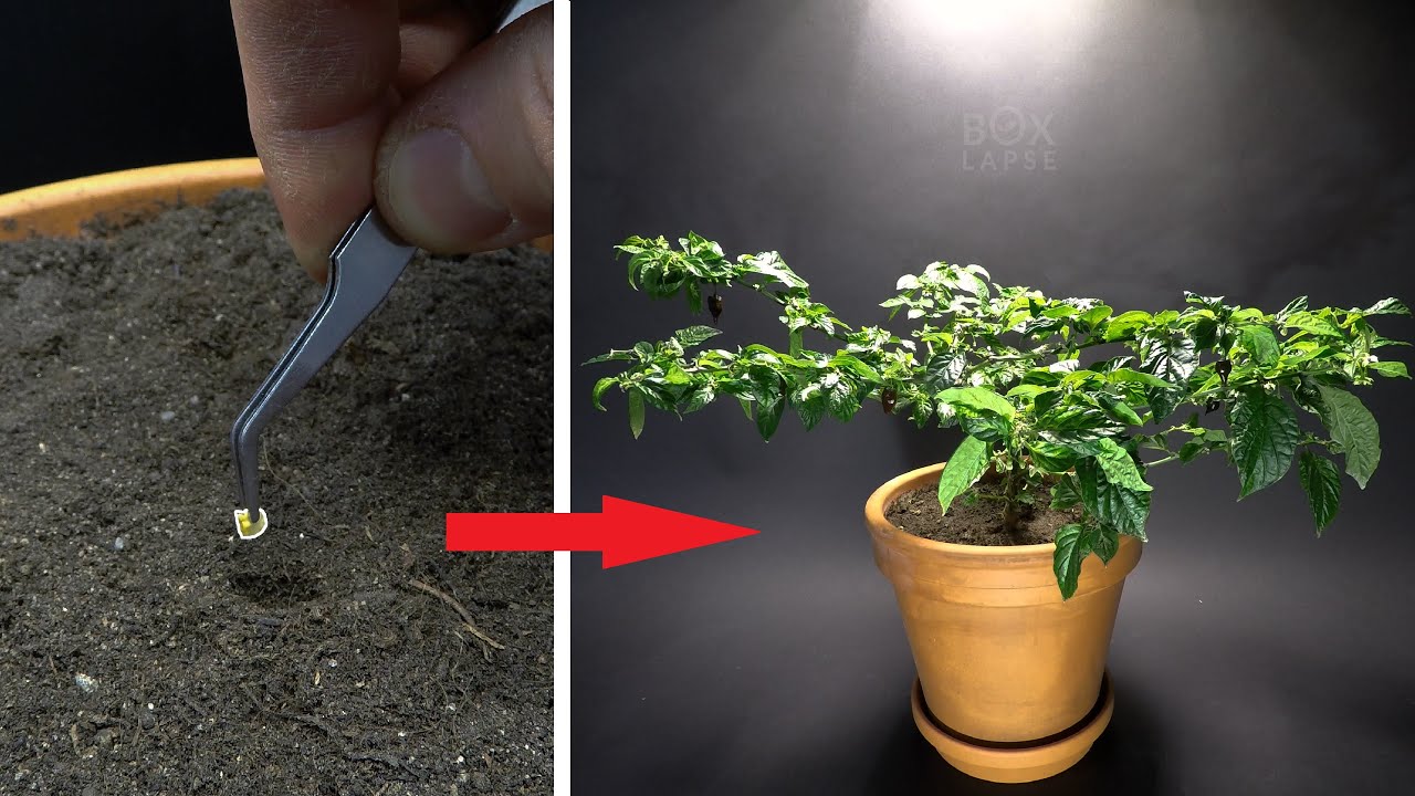 Black naga chili time lapse - seed to fruit in 212 days
