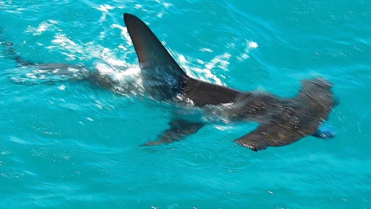 Dolphin vs giant shark: The ocean battle got insane