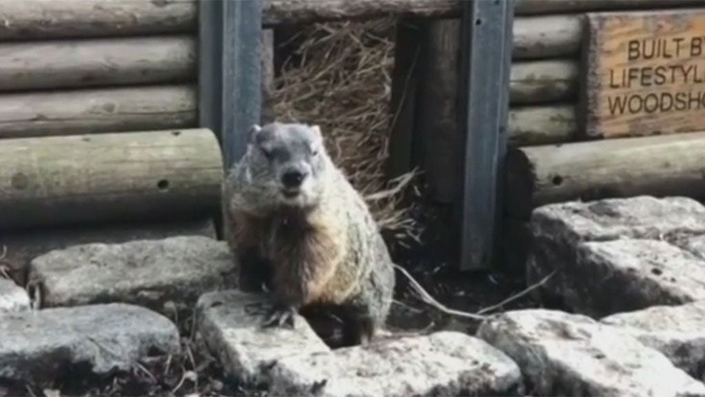 Did Staten Island Chuck see his shadow on Groundhog Day 2026?