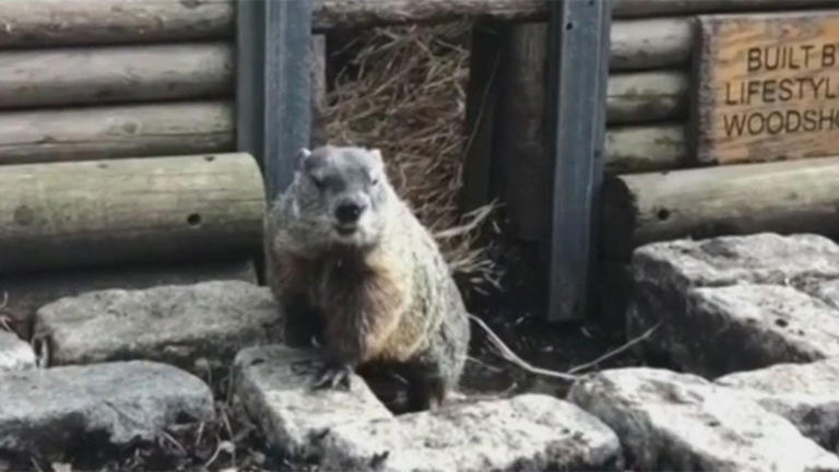 Did Staten Island Chuck see his shadow on Groundhog Day 2026?