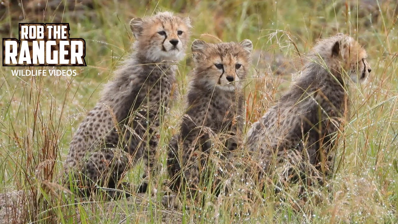 Cheetah cubs romp and tumble playfully on Mara plains