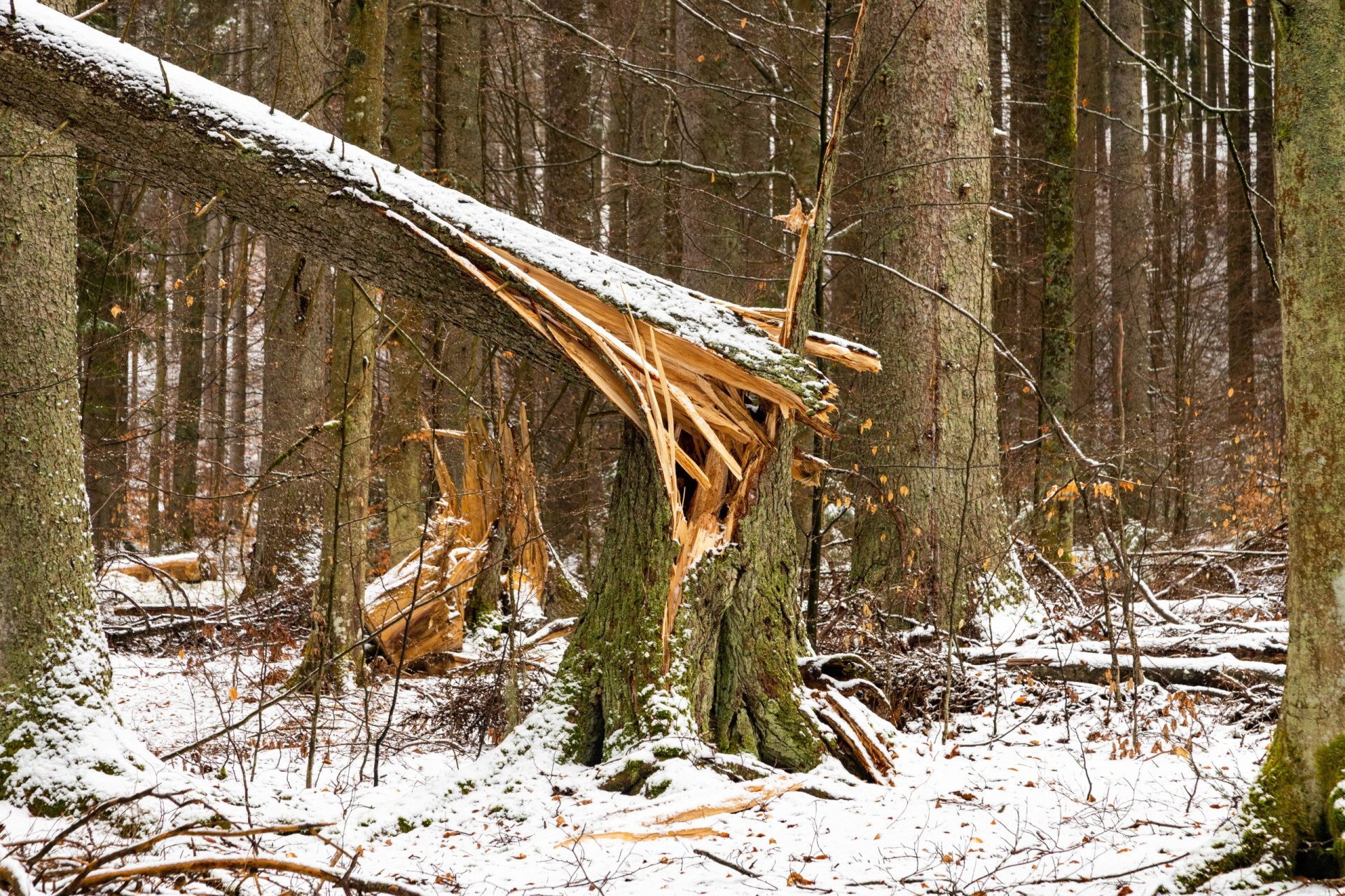 Can severe cold cause exploding trees?
