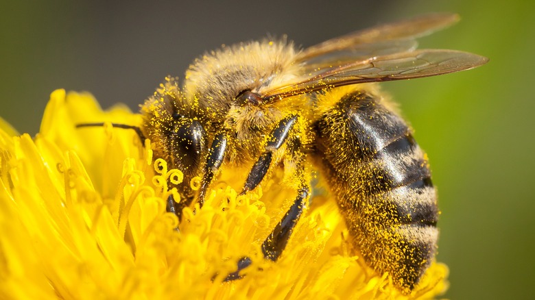16 types of honey and where they come from