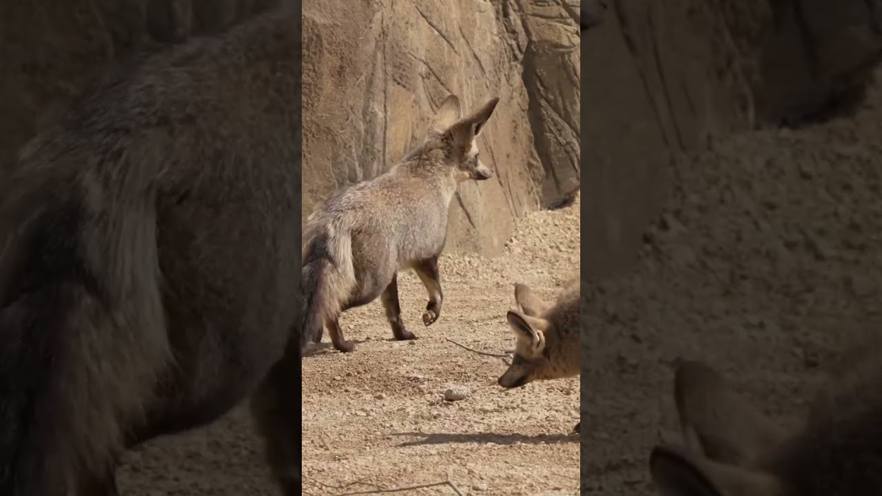 Meet an amazing and beautiful long-eared fox