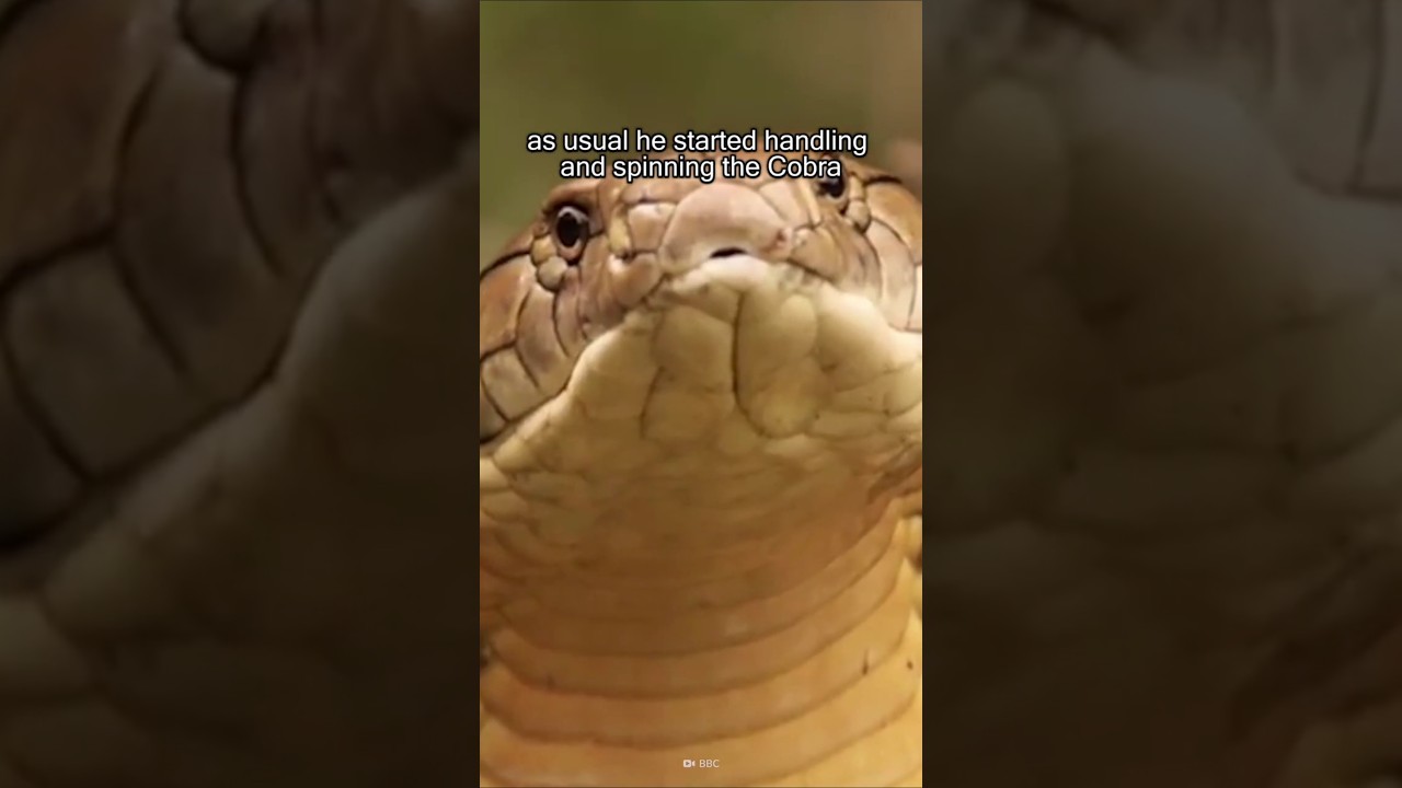 How to survive a king cobra bite in the wild