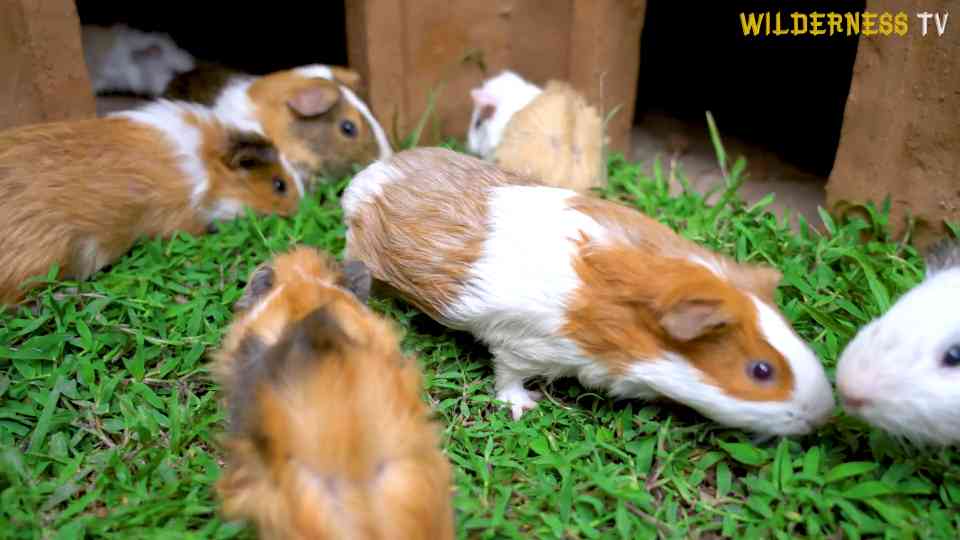 The cold guinea pig was shaking and alone, then we built a jungle house ...