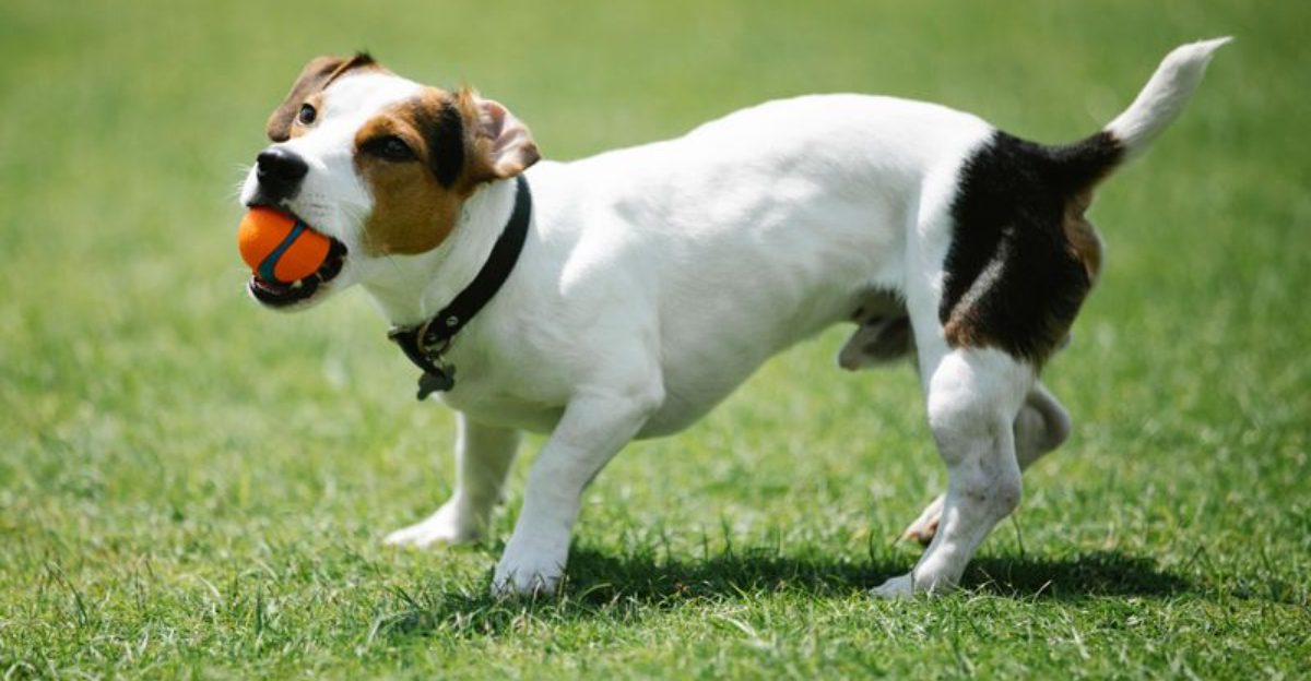 "Ball is life" is getting blamed for behavior problems – 11 breeds most ...