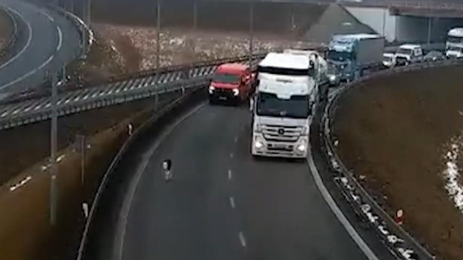 Calves stop traffic on Polish road