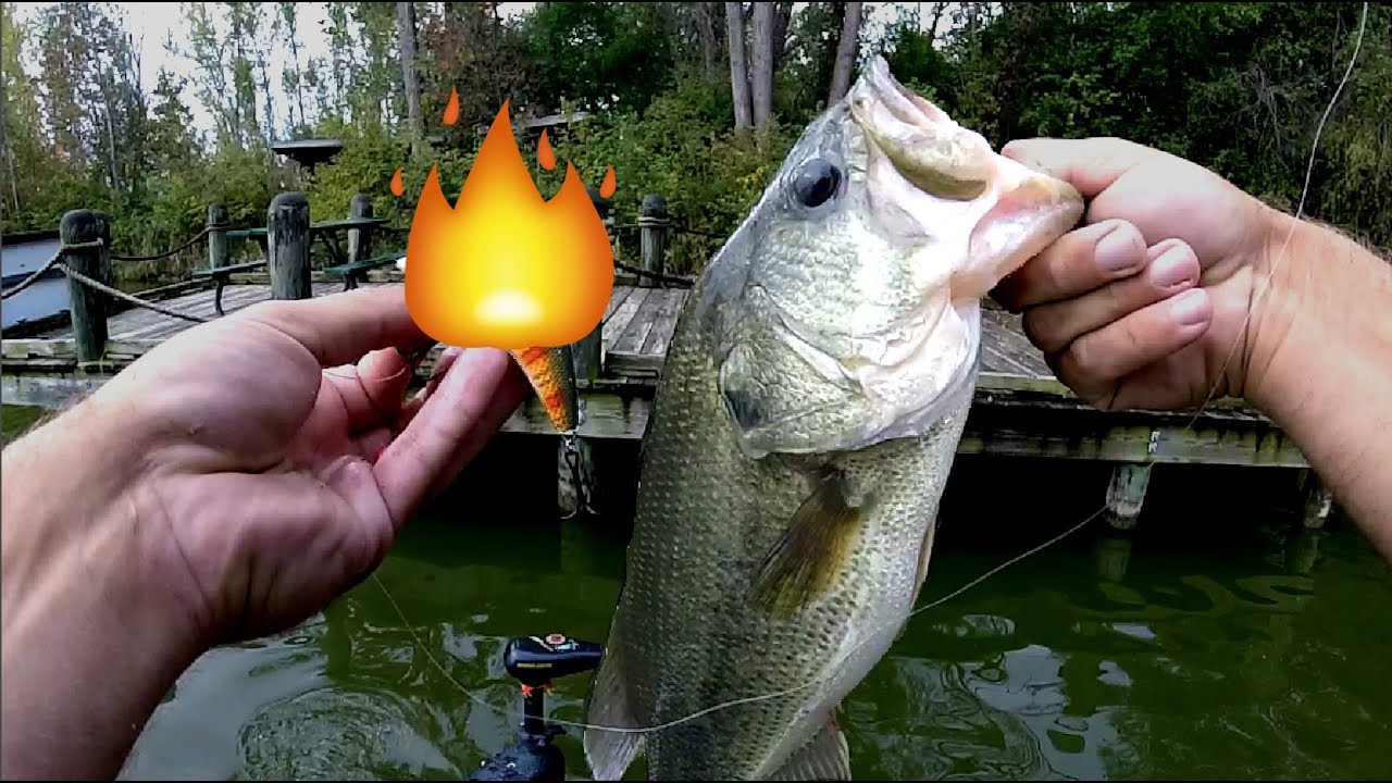 Angler reveals secret weapon lure for shallow water success