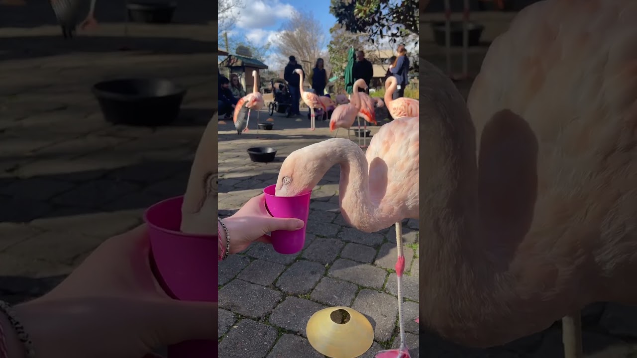 Learn how you can hand-feed a beautiful pink flamingo