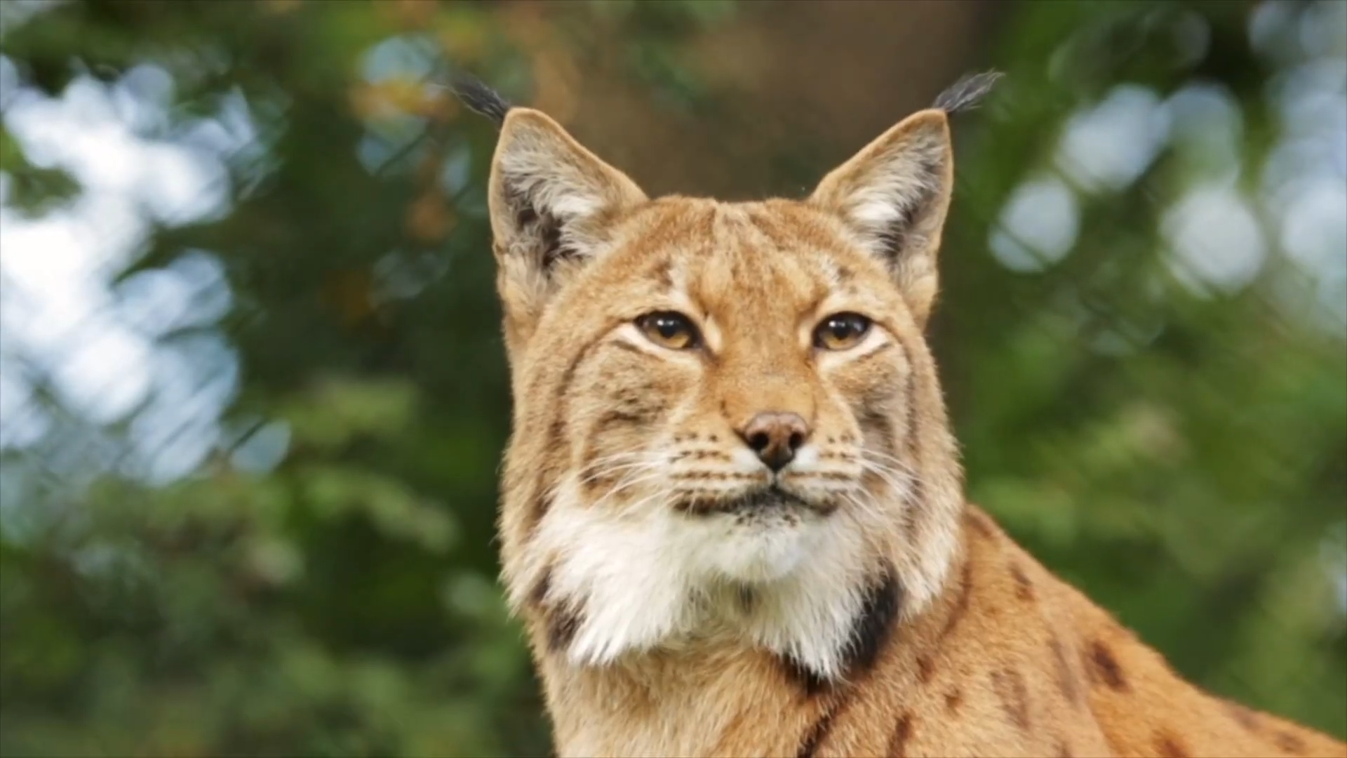 Here's how apex predators rewild ecosystems