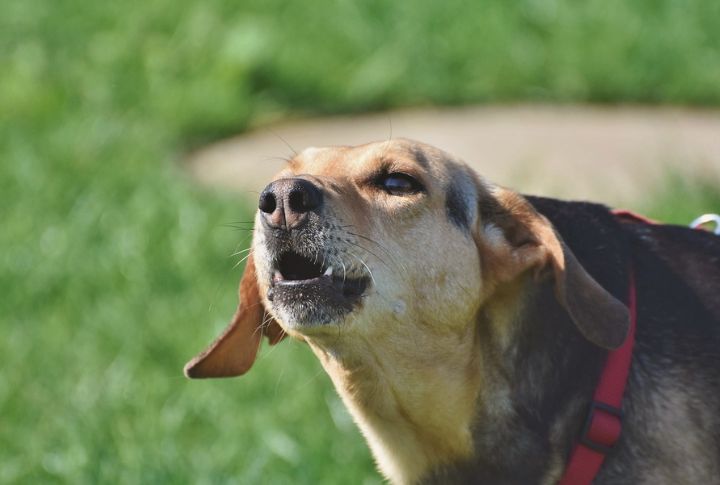 15 dog breeds that bark a lot