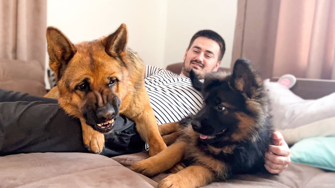 German shepherd blocks puppy from human dad