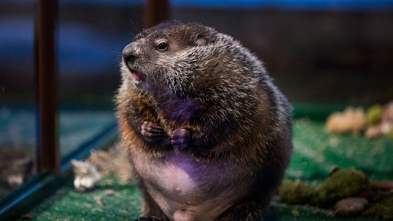 Groundhog Day 2026: Staten Island Chuck predicts six more weeks of winter