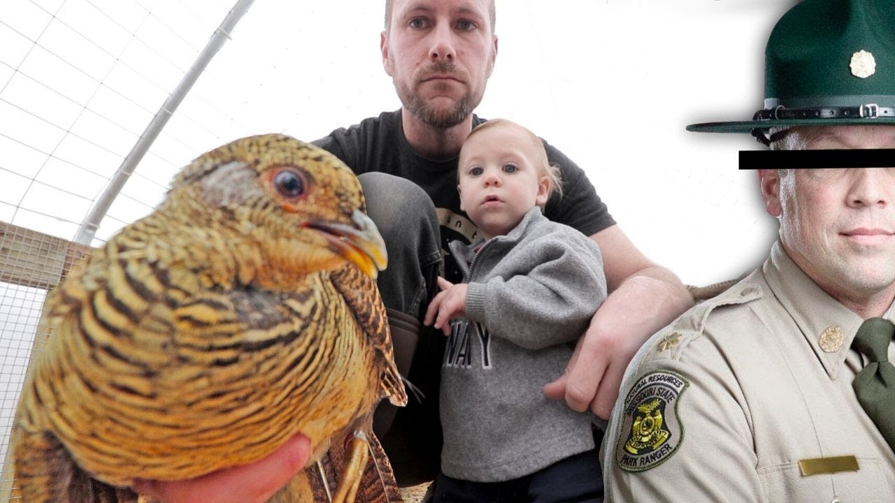 Will our red golden pheasants pass inspection?