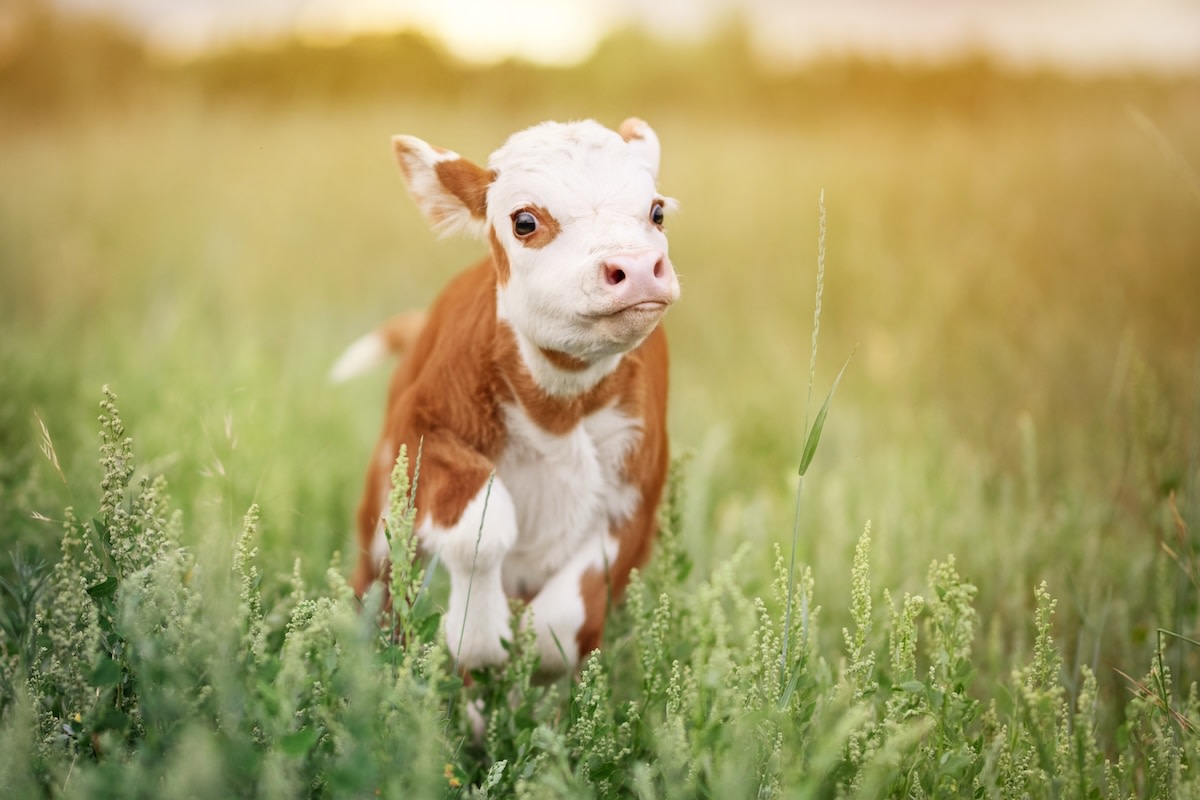 Mini cow has hilarious escape as she refuses to return to her pen